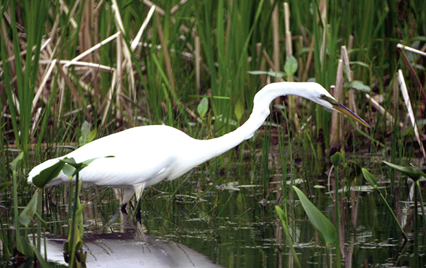 Great Egret Marsh Preserve | Marblehead Ohio